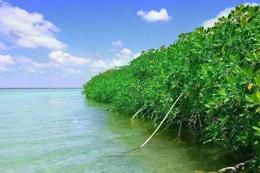 ClimateTrade: Southern Cardamom